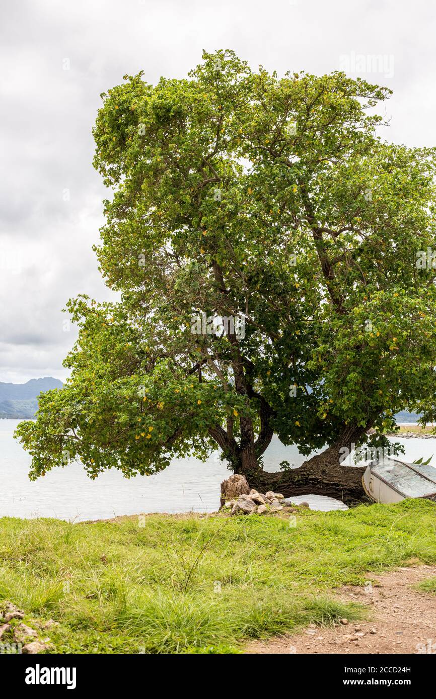 Tree Raiatea Island, French Polynesia Stock Photo - Alamy