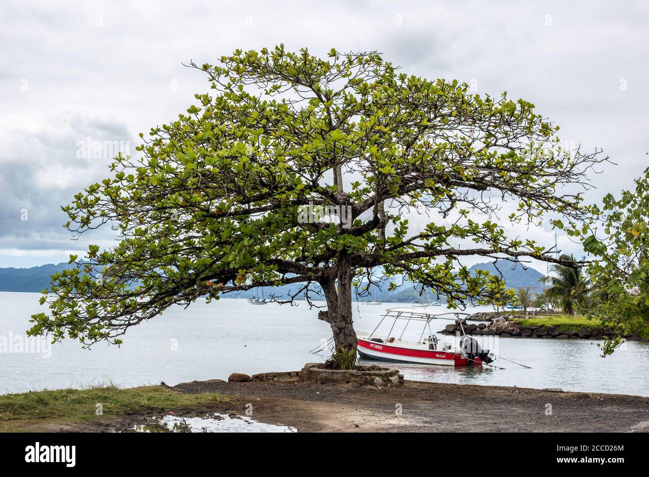 Tree Raiatea Island, French Polynesia Stock Photo - Alamy