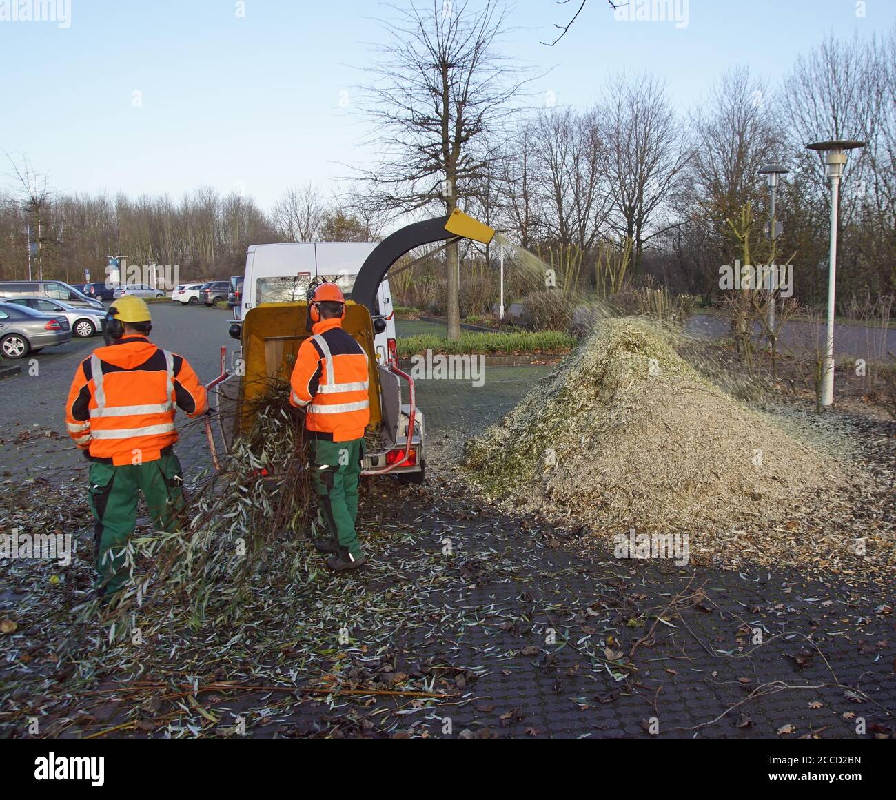 Back view of construction workers grinding trees in a street Stock ...