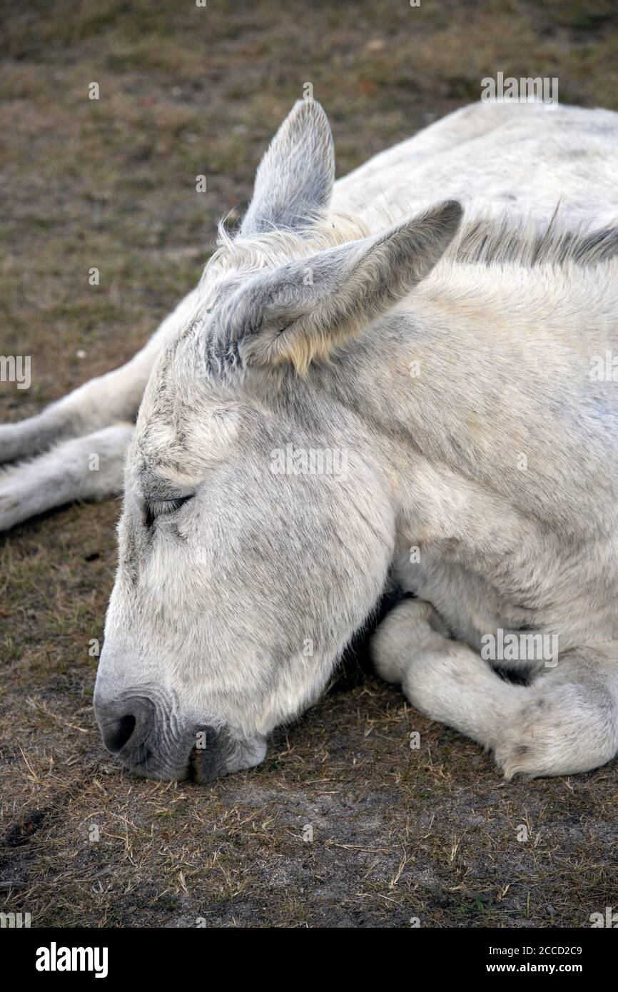 New Forest donkey sleeping Stock Photo - Alamy