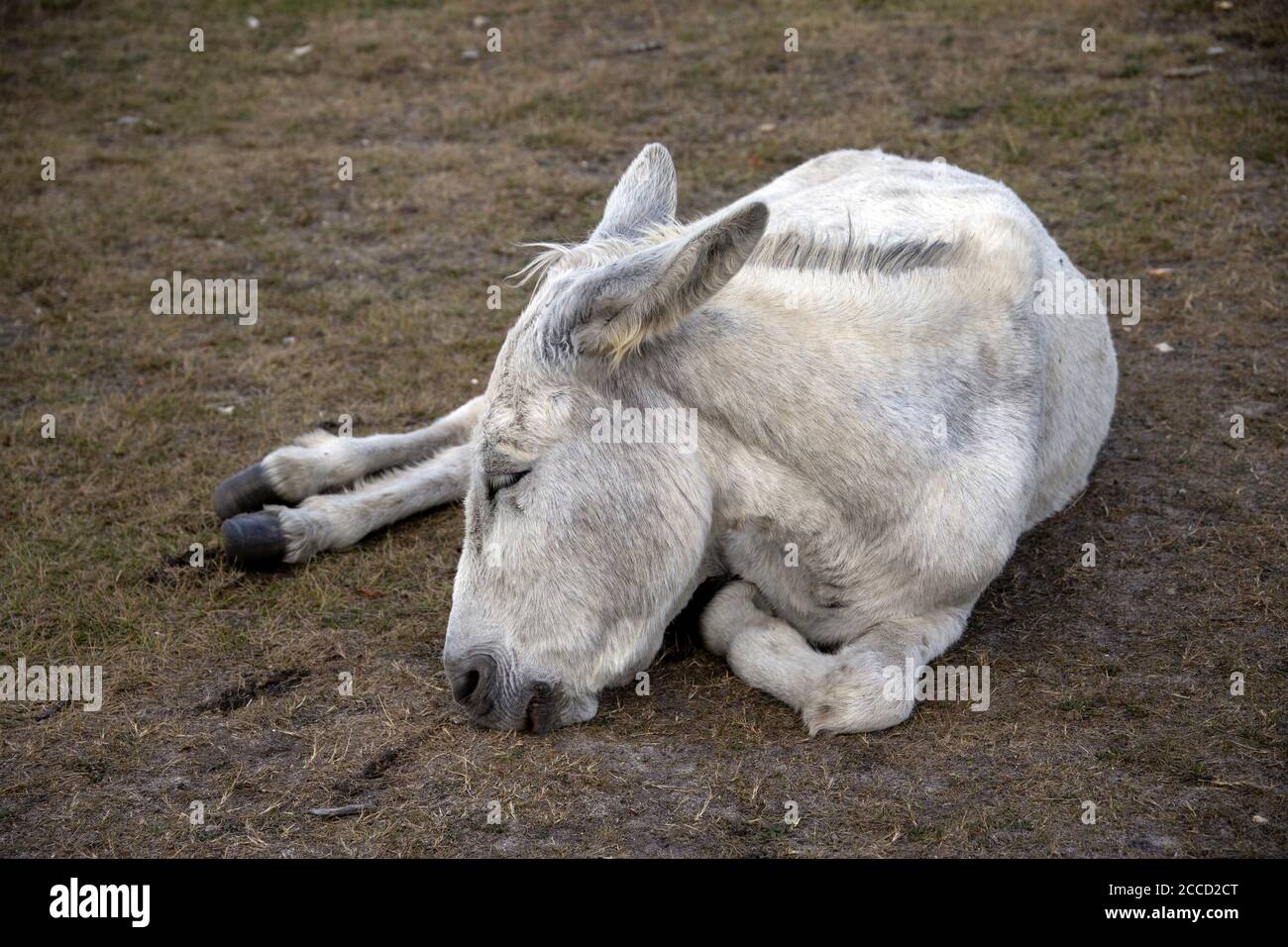 Donkey lying down hi-res stock photography and images - Alamy