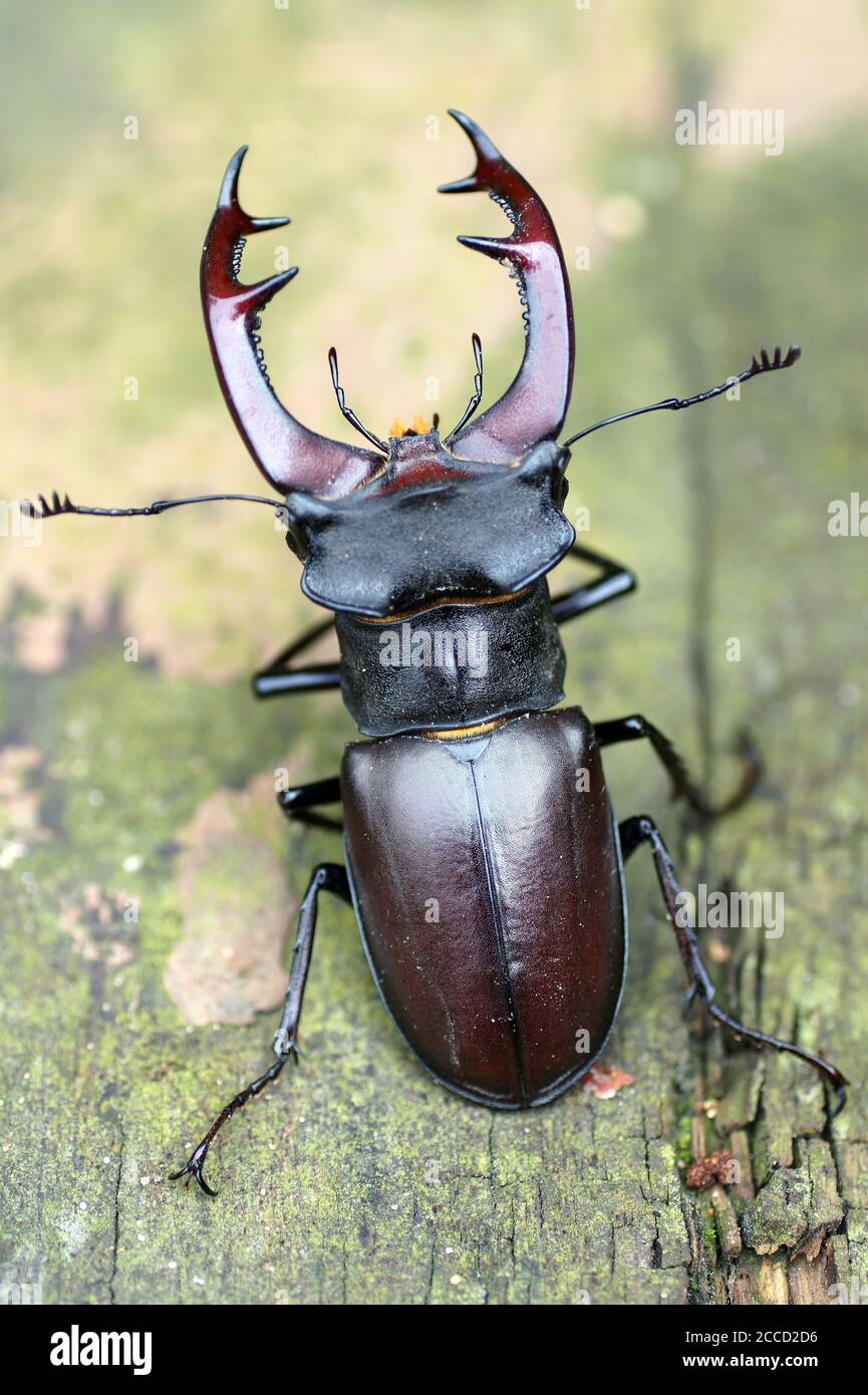 Giant ground beetle large hi-res stock photography and images - Alamy