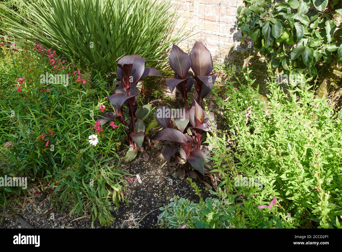 Canna Lily (Canna indica) growing in an english garden border Stock ...