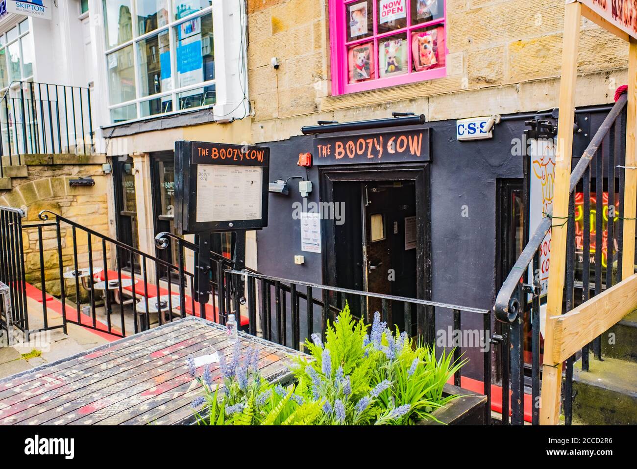 Boozy cow hi-res stock photography and images - Alamy