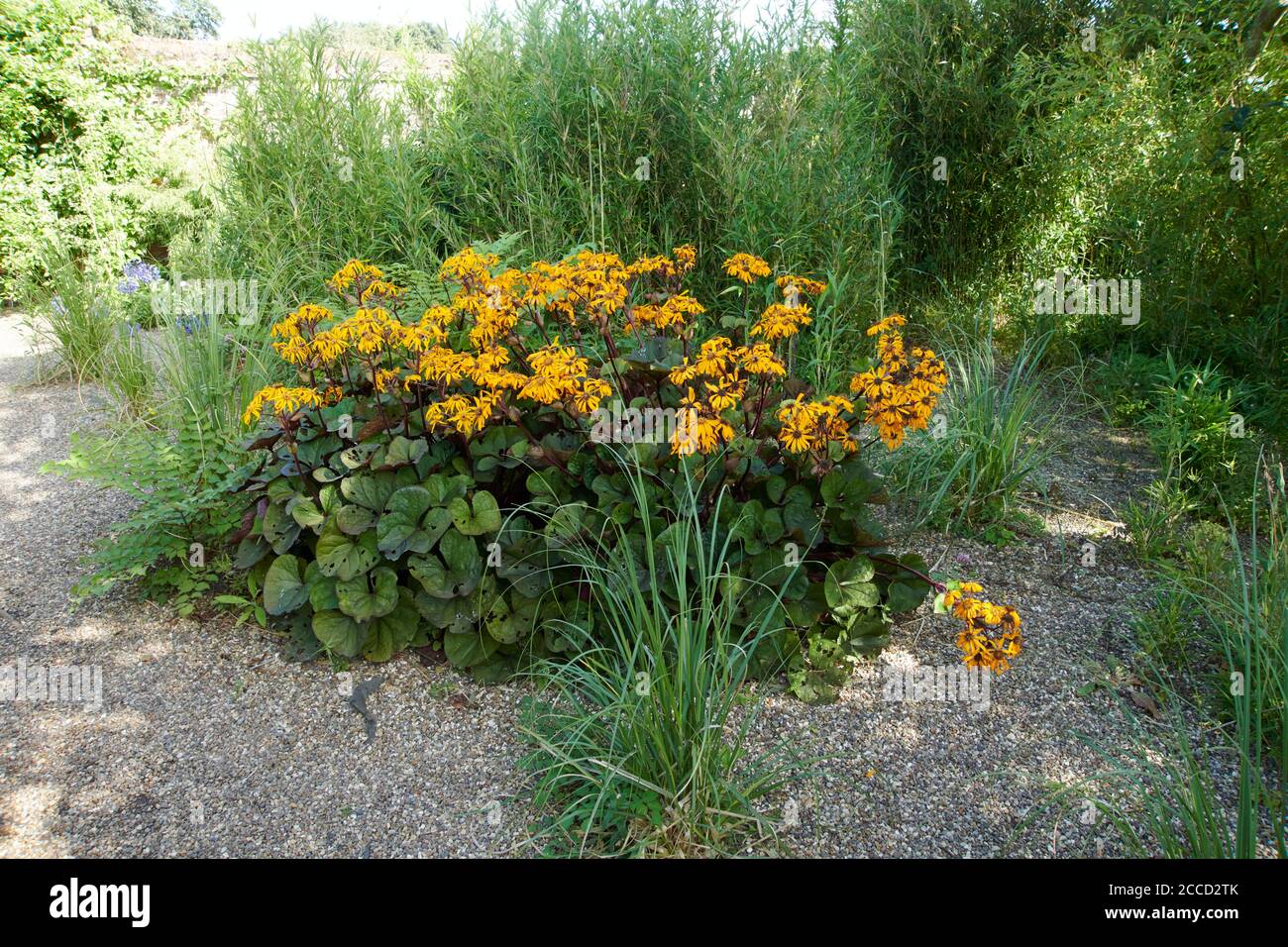Summer ragwort (Ligularia dentata) or big-leaf golden ray Stock Photo ...