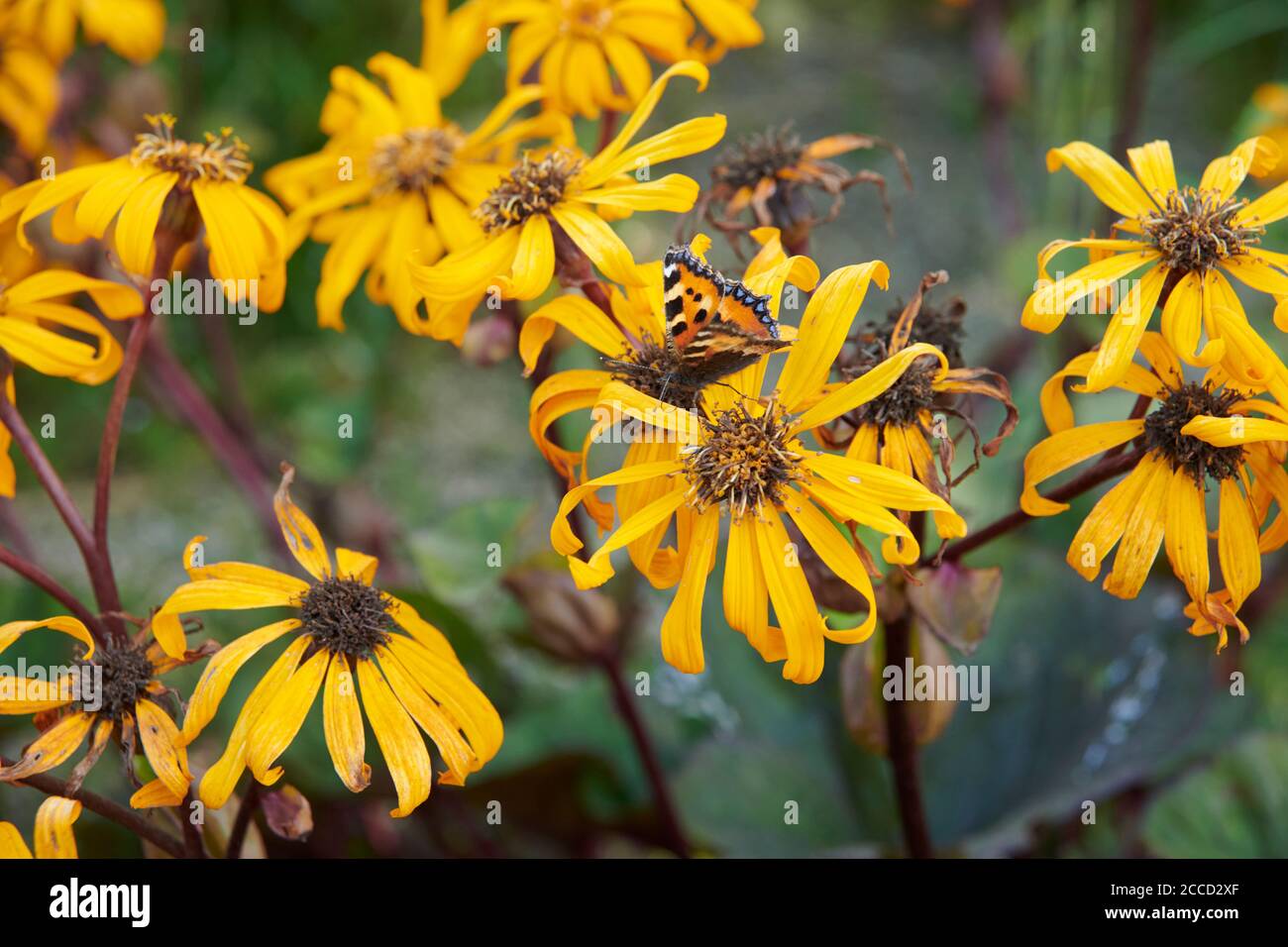 Summer ragwort (Ligularia dentata) or big-leaf golden ray Stock Photo ...