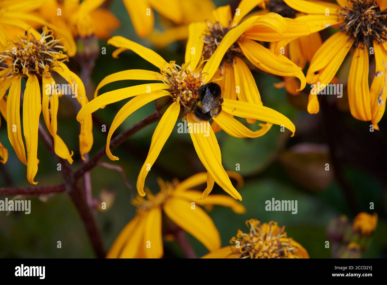 Summer ragwort (Ligularia dentata) or big-leaf golden ray Stock Photo ...