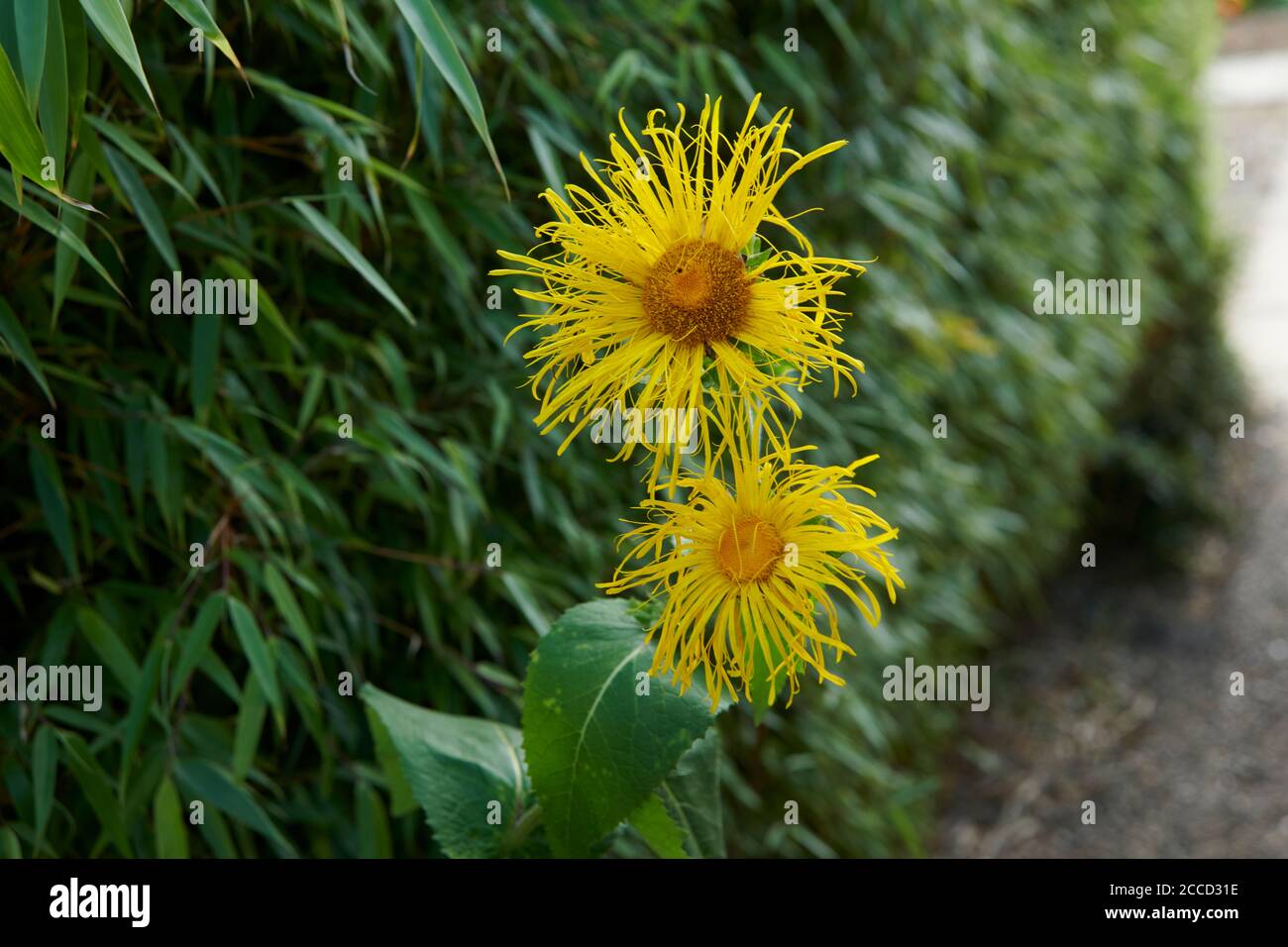 Elf dock inula helenium hi-res stock photography and images - Alamy