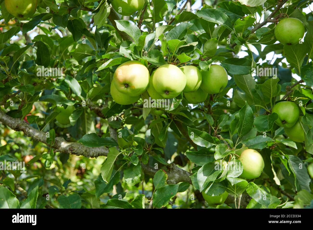 Apple "Jester" growing in a walled garden, UK, GB Stock Photo - Alamy