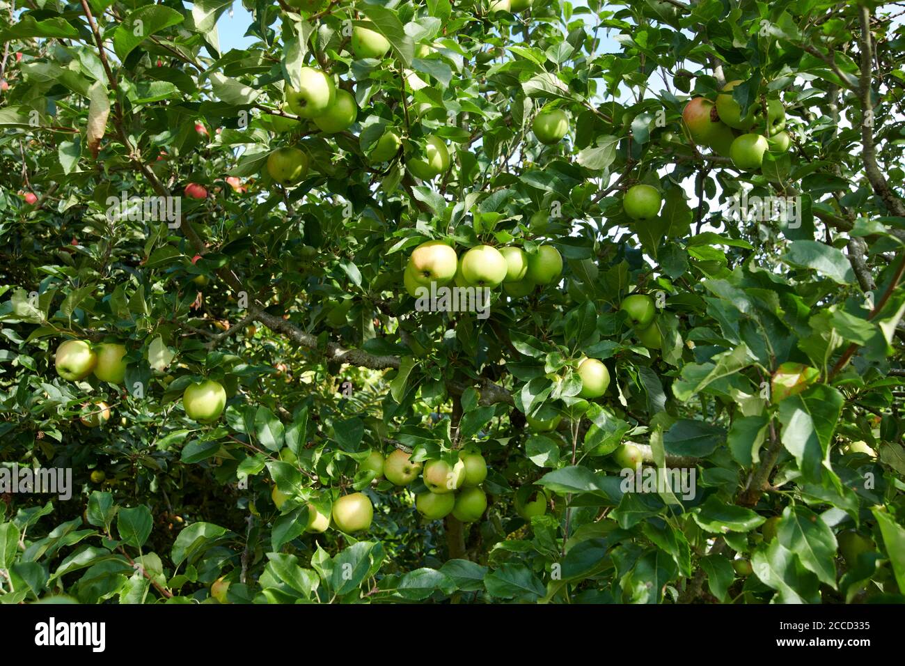 Apple jester hi-res stock photography and images - Alamy
