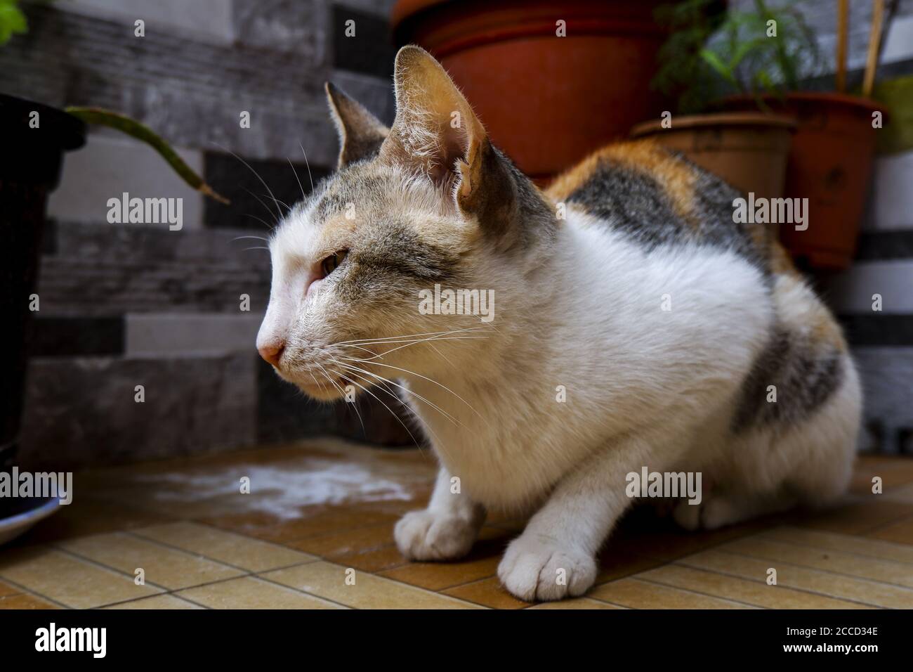 Tri color tabby hi-res stock photography and images - Alamy