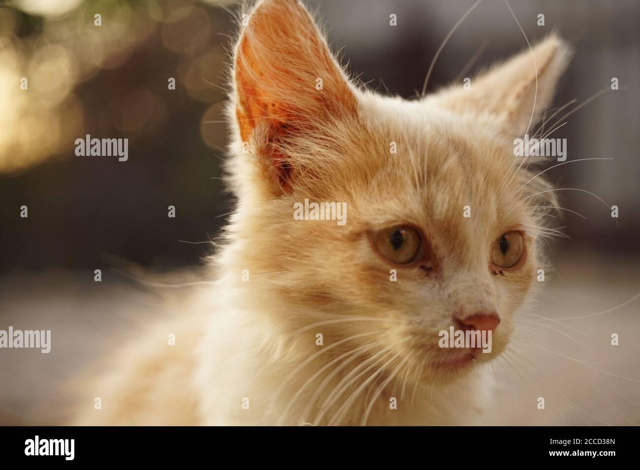 grimy fluffy beige kitten sitting portrait outdoor Stock Photo - Alamy