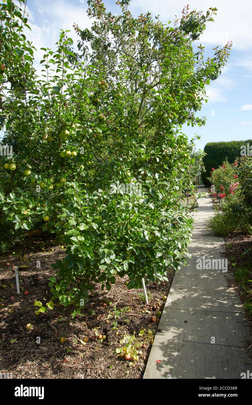 Apple jester hi-res stock photography and images - Alamy