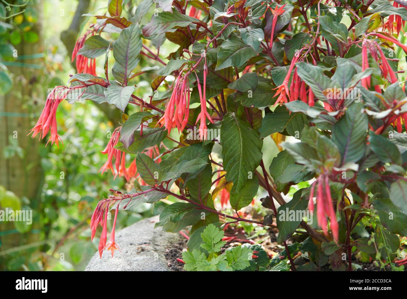 Fuchsia triphylla hi-res stock photography and images - Alamy