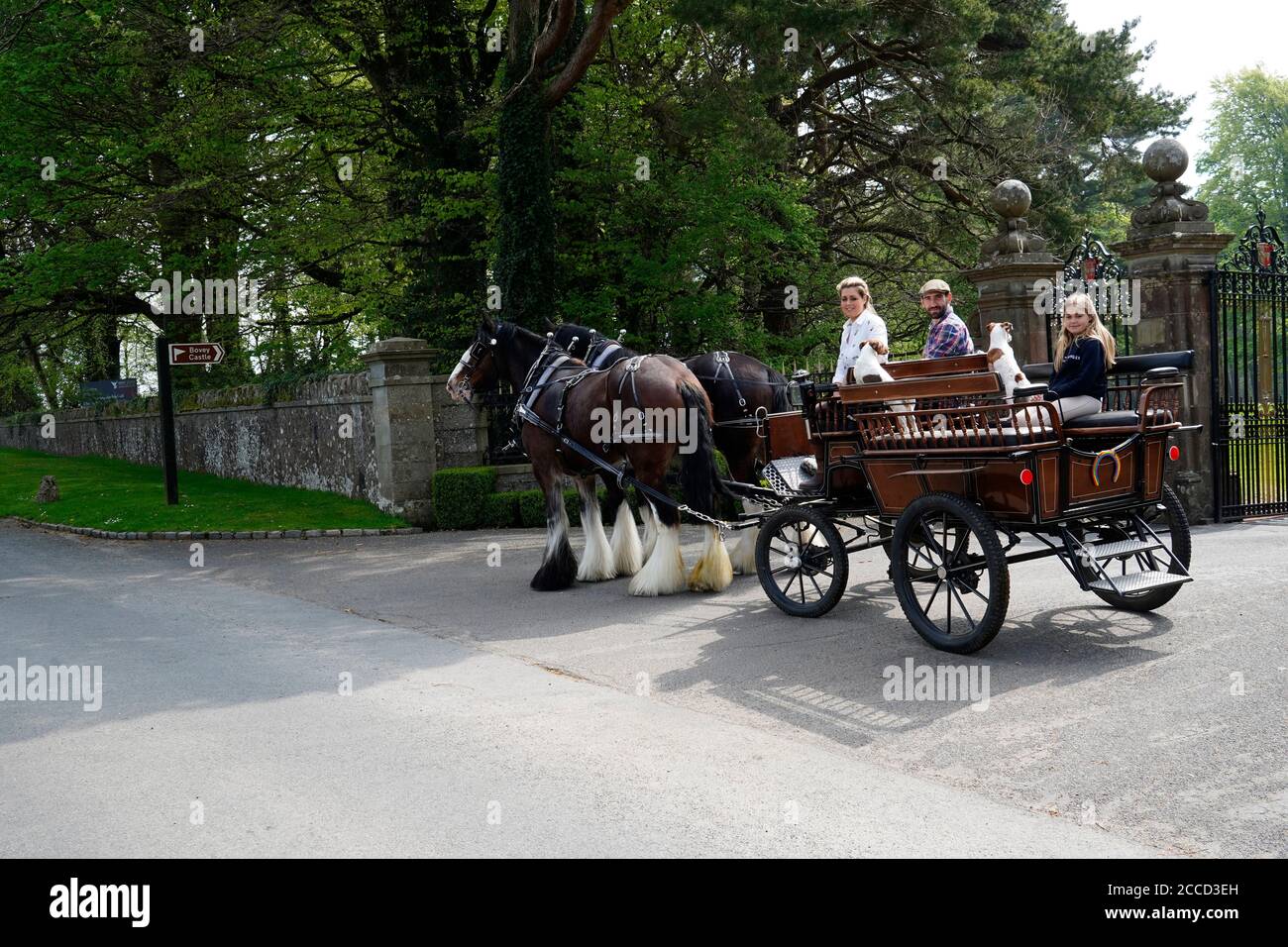 The Great British Shire Horses a real work horse Stock Photo - Alamy