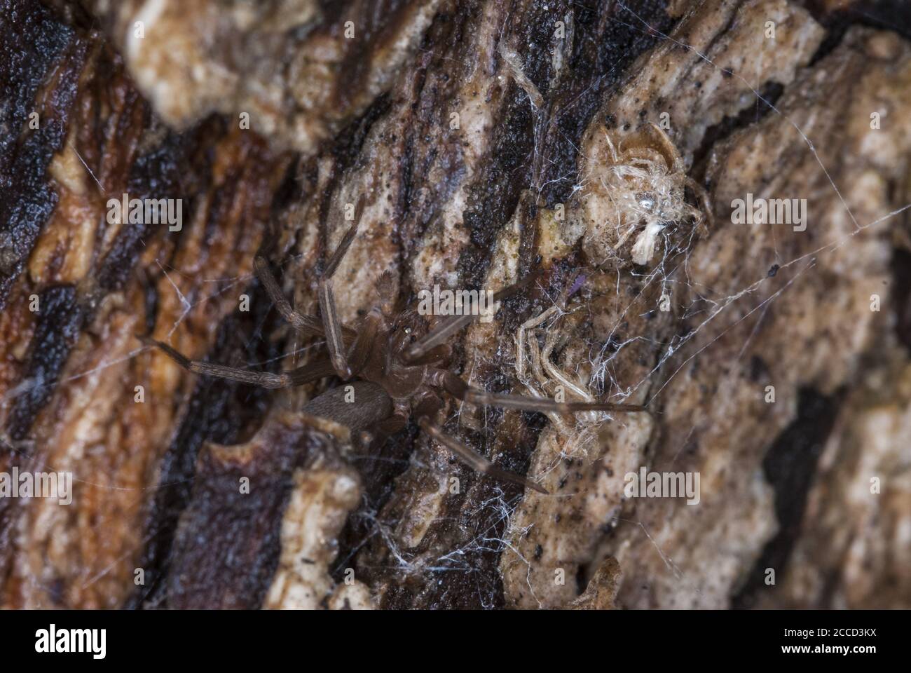 Recluse spider (Loxosceles sp Stock Photo - Alamy