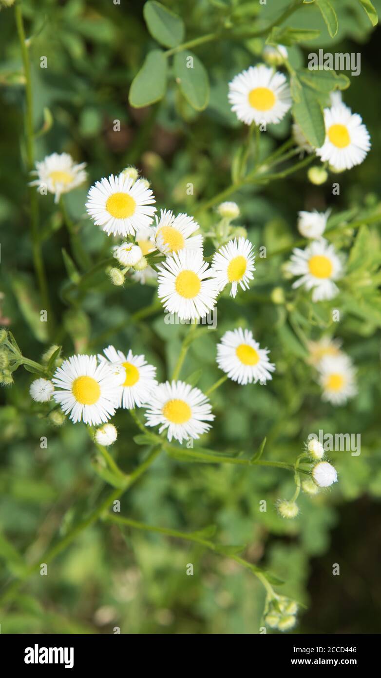 Wild daisies growing in natural meadow in nature preserve in Aurora ...