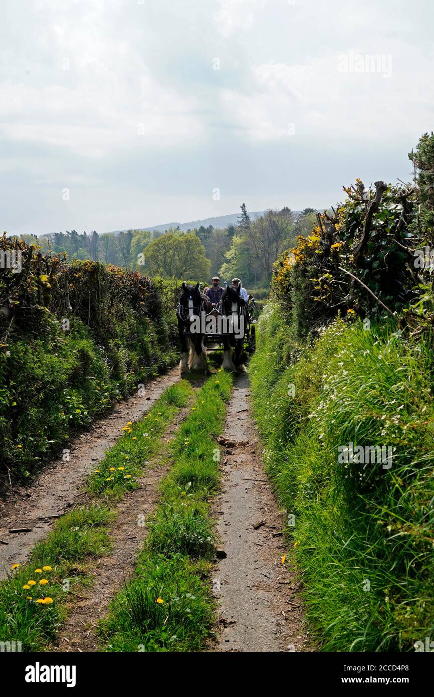 The Great British Shire Horses a real work horse Stock Photo - Alamy