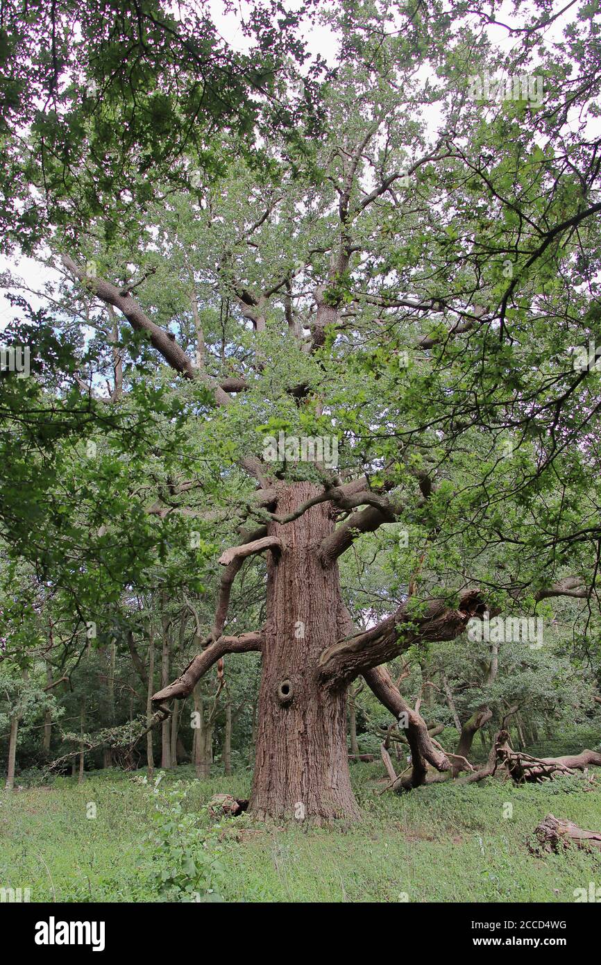 Panshanger park hi-res stock photography and images - Alamy