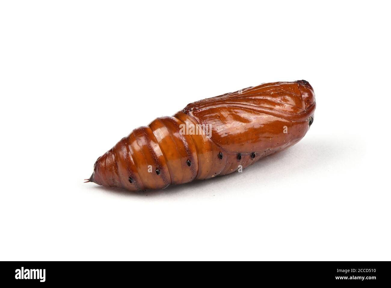 Death of wildlife Cut Out Stock Images & Pictures - Alamy