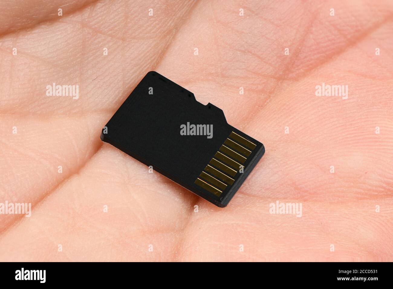 SD memory card isolated on hand. High resolution photo. Full depth of ...