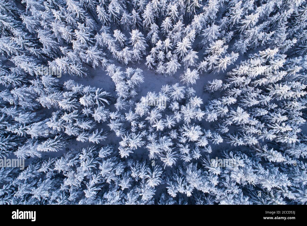 An aerial view of snowy and cold winter wonderland coniferous forest in boreal woodland of ...