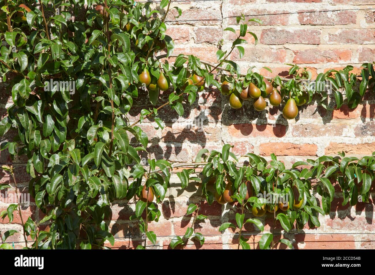 Conference pear( Pyrus communis ) growing against a south-facing garden ...