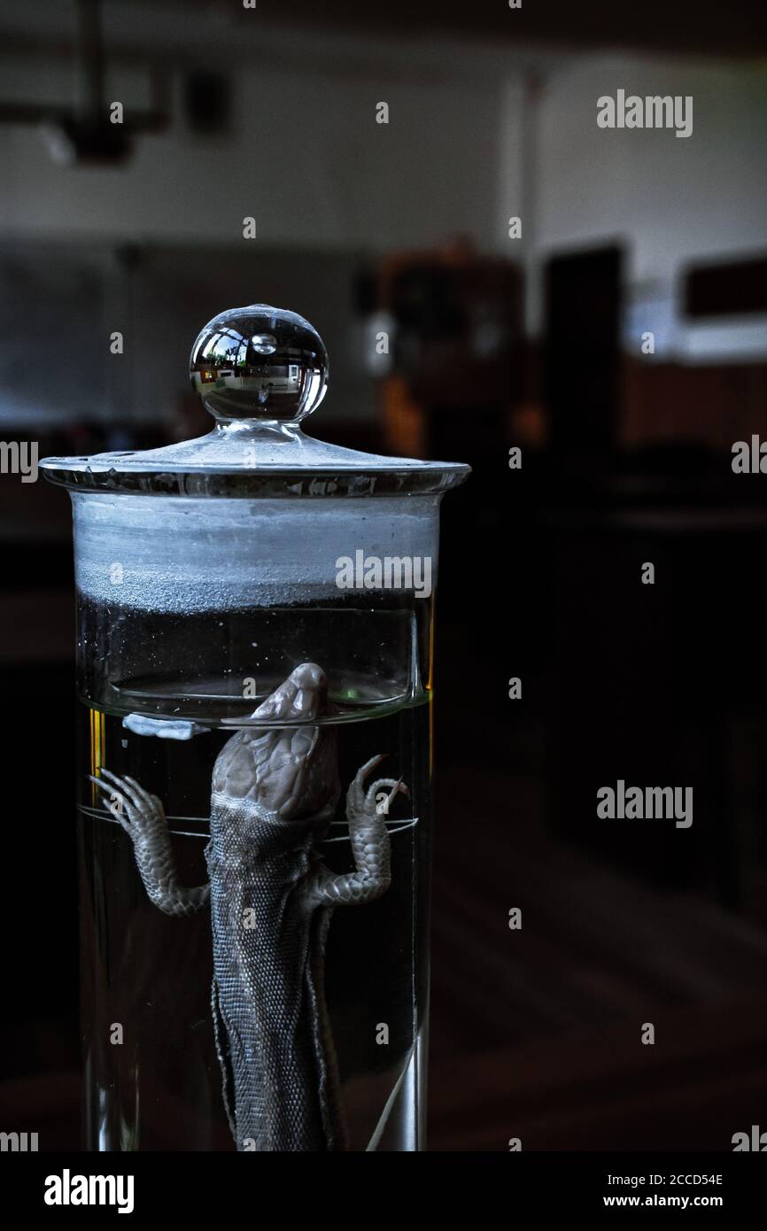 Lizard in a jar hi-res stock photography and images - Alamy