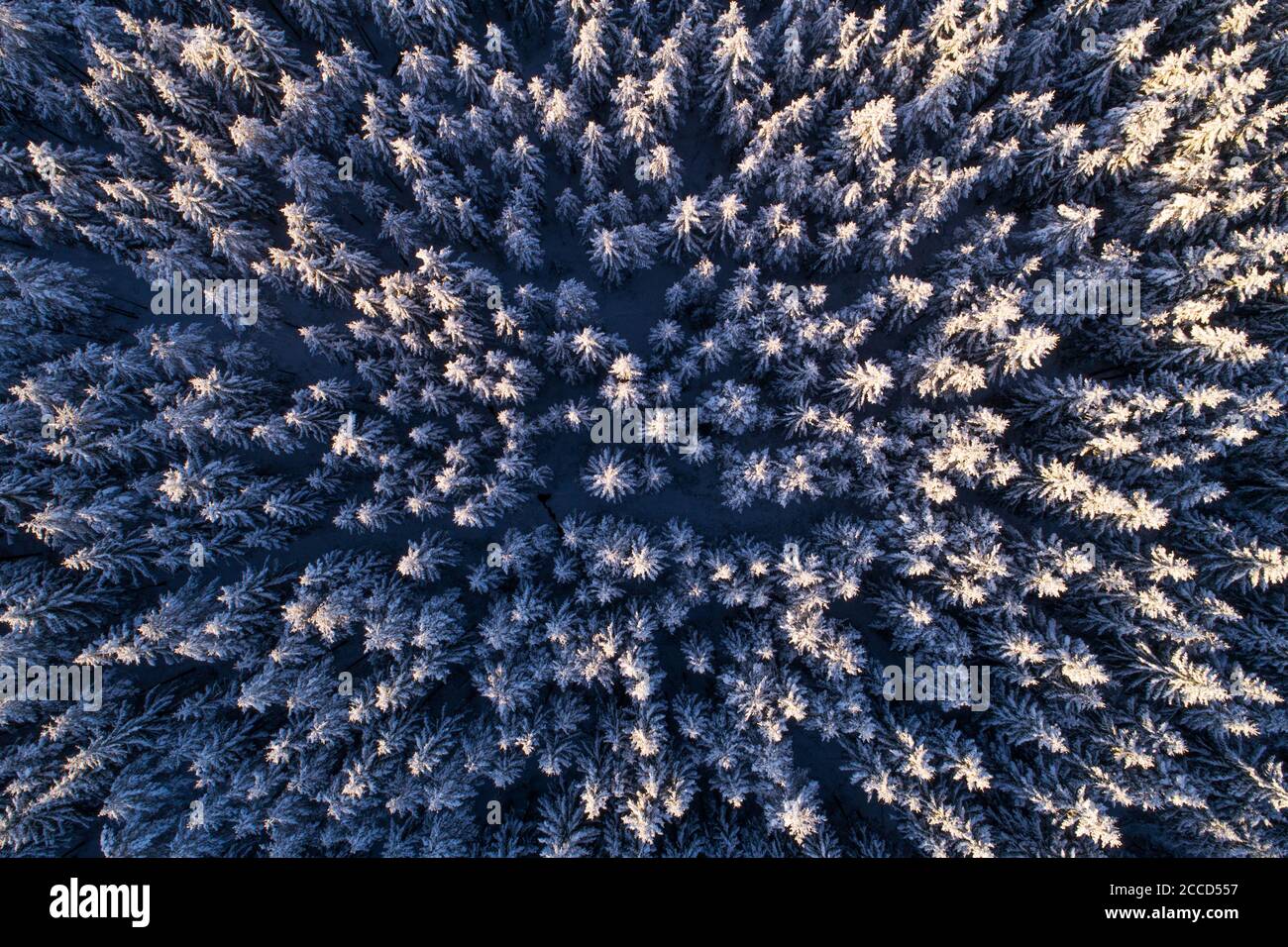 An aerial view of snowy and cold winter wonderland coniferous forest in boreal woodland of ...