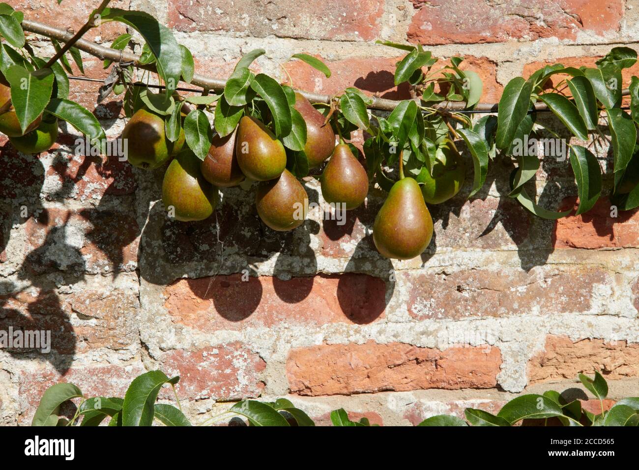 Conference pear( Pyrus communis ) growing against a south-facing garden ...