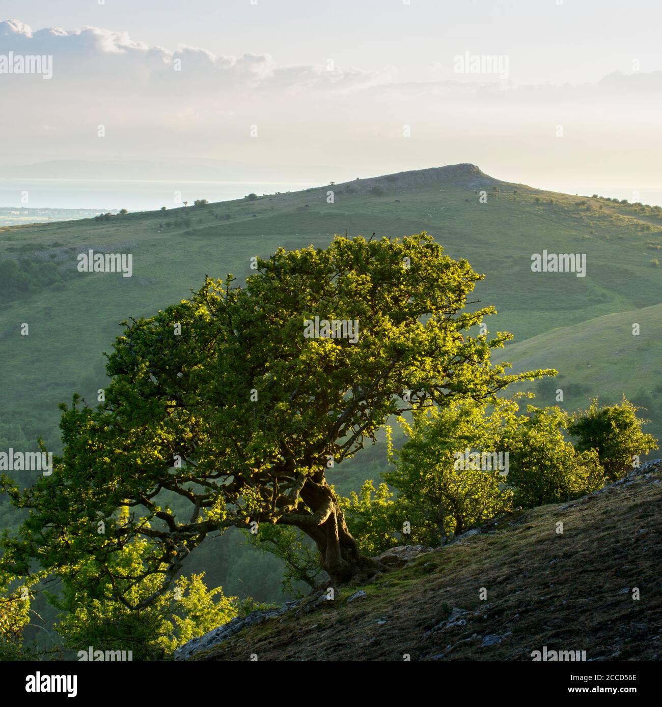 Crook Of Tree High Resolution Stock Photography and Images - Alamy
