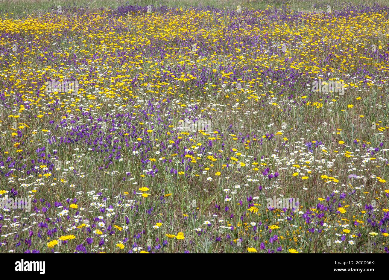 Flower meadow in the Alentejo region of Portugal Stock Photo - Alamy