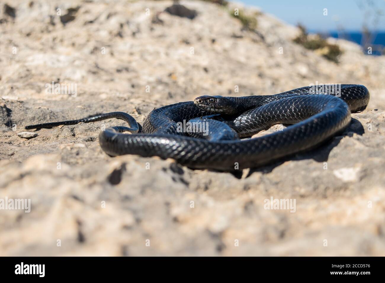 Maltese snakes hi-res stock photography and images - Alamy