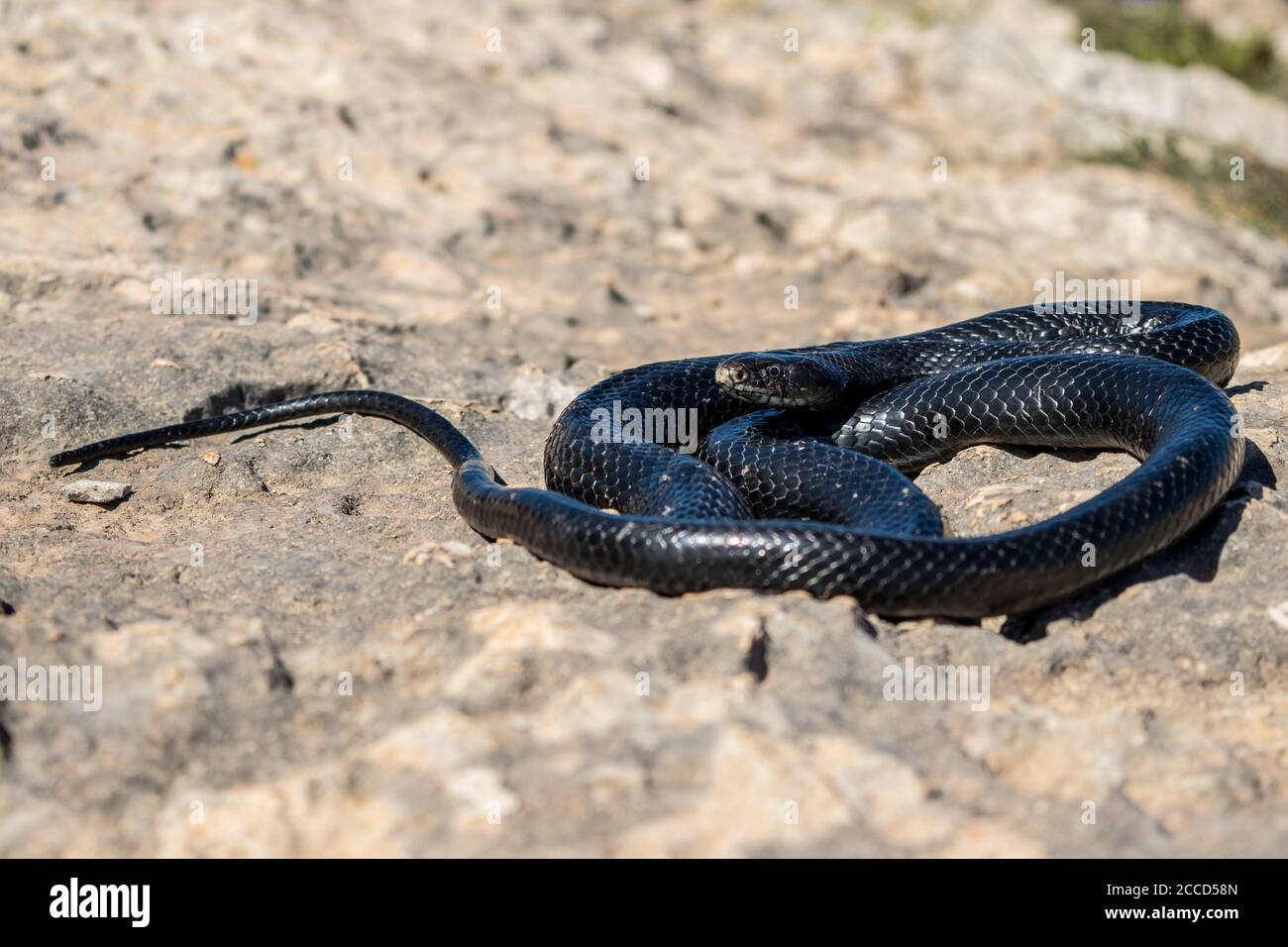 Maltese snakes hi-res stock photography and images - Alamy
