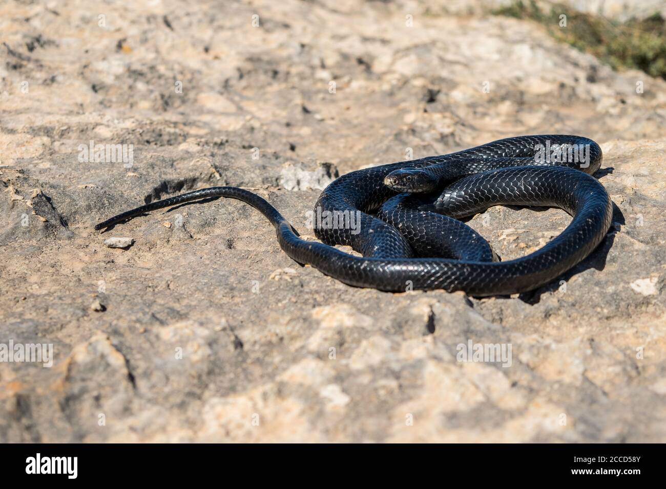 Maltese snakes hi-res stock photography and images - Alamy