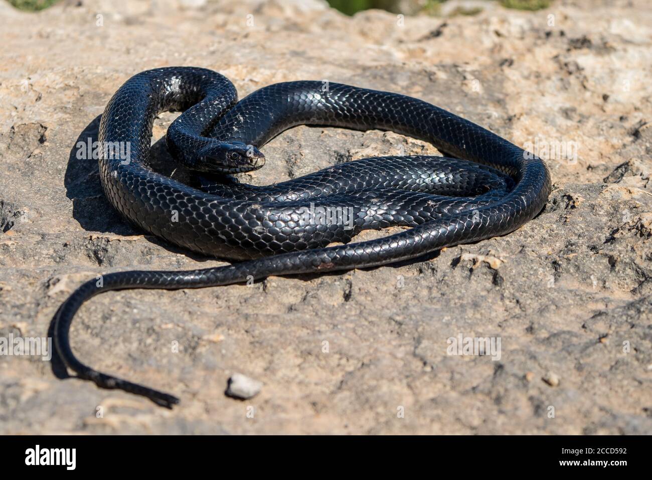 Maltese snakes hi-res stock photography and images - Alamy