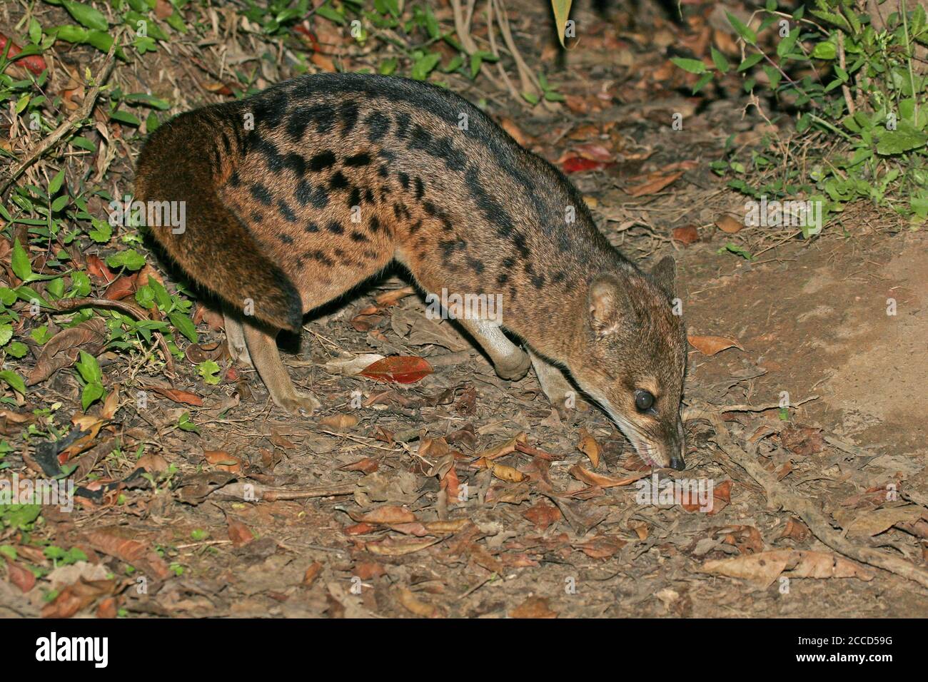 Malagasy or Striped civet (Fossa fossana), also known as the fanaloka ...