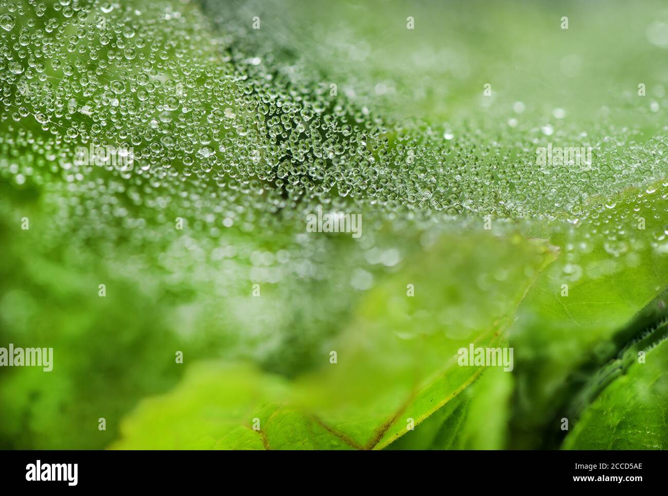 Spider web with some water droplets early in the morning. High ...