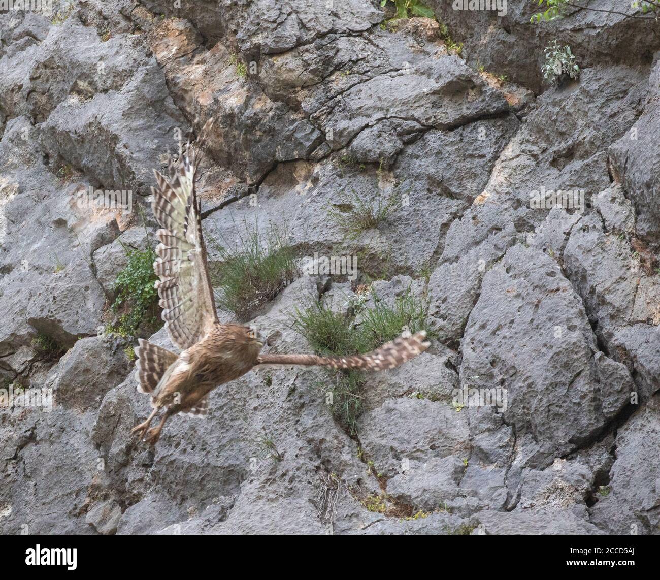 Turkish Fish Owl (Ketupa semenowi) in Taurus Mountain of Turkey. Flying ...