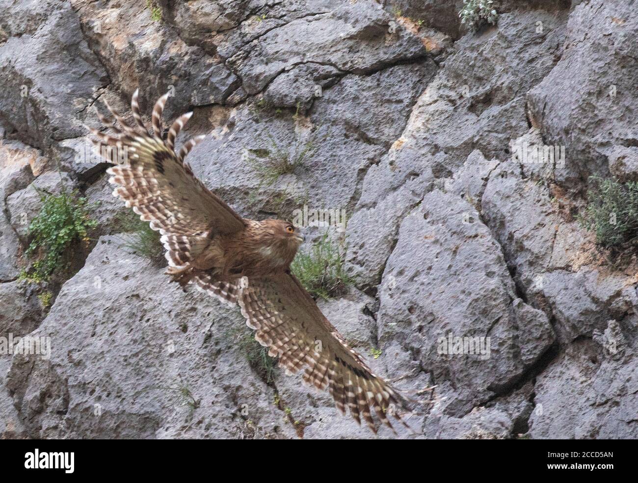 Turkish Fish Owl (Ketupa semenowi) in Taurus Mountain of Turkey Stock ...