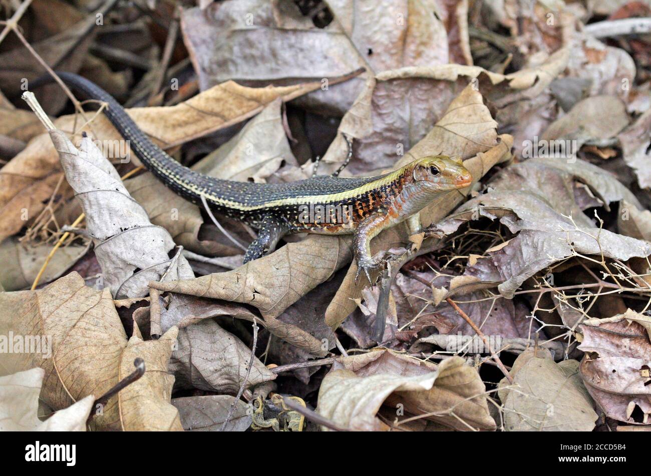 Wide-tailed Zonosaur (Zonosaurus laticaudatus), also known as western ...