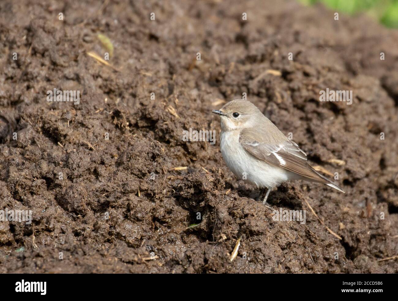 Female Semicollared Flycatcher (Ficedula semitorquata) perched during ...