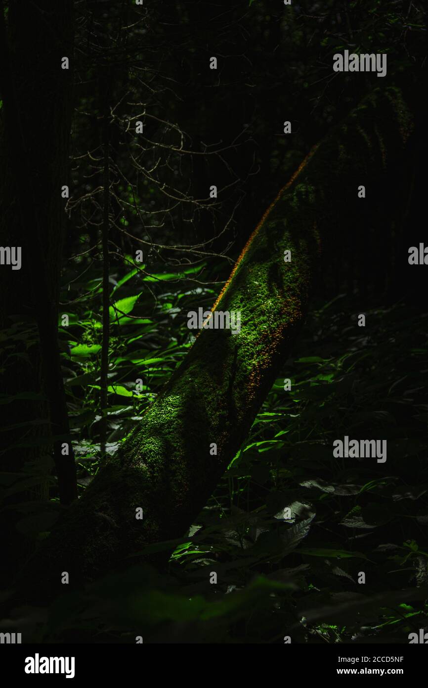 Mossy log in the sun hi-res stock photography and images - Alamy