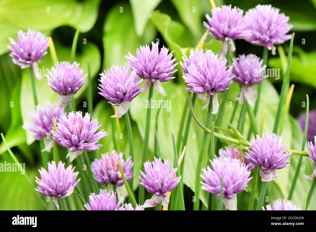 Siberian onion (Decorative onion). Blossom allium on garden background ...