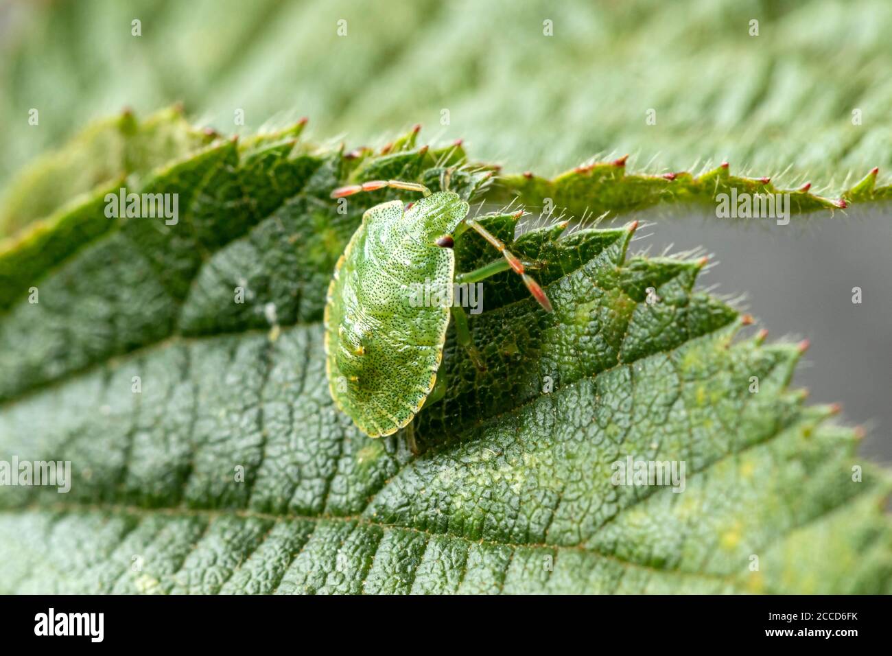 Green Shieldbug Palomino prasina Stock Photo - Alamy