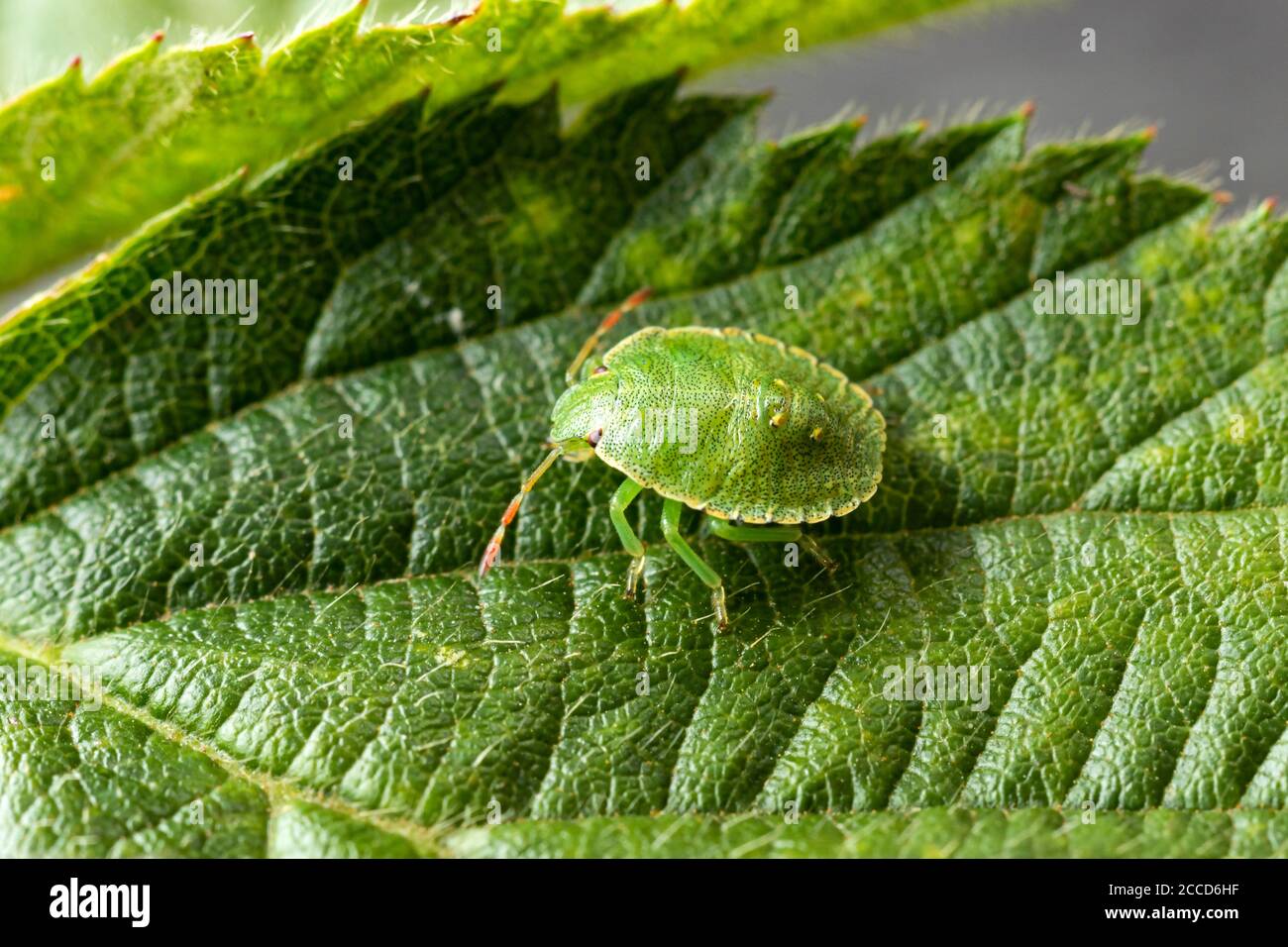 Green Shieldbug Palomino prasina Stock Photo - Alamy