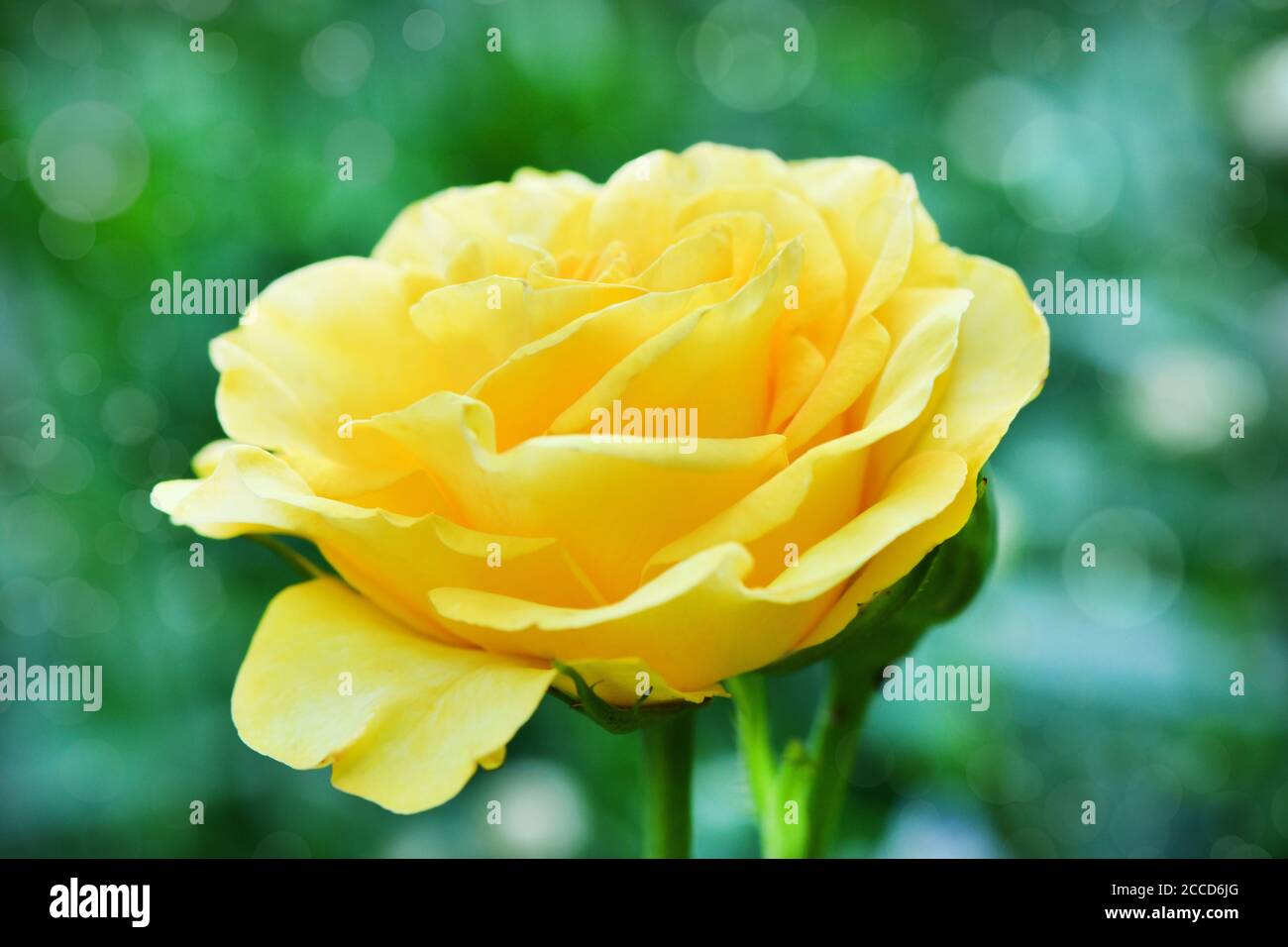 Perfect Single Yellow Rose with Leafs. Open, incredibly beautiful ...