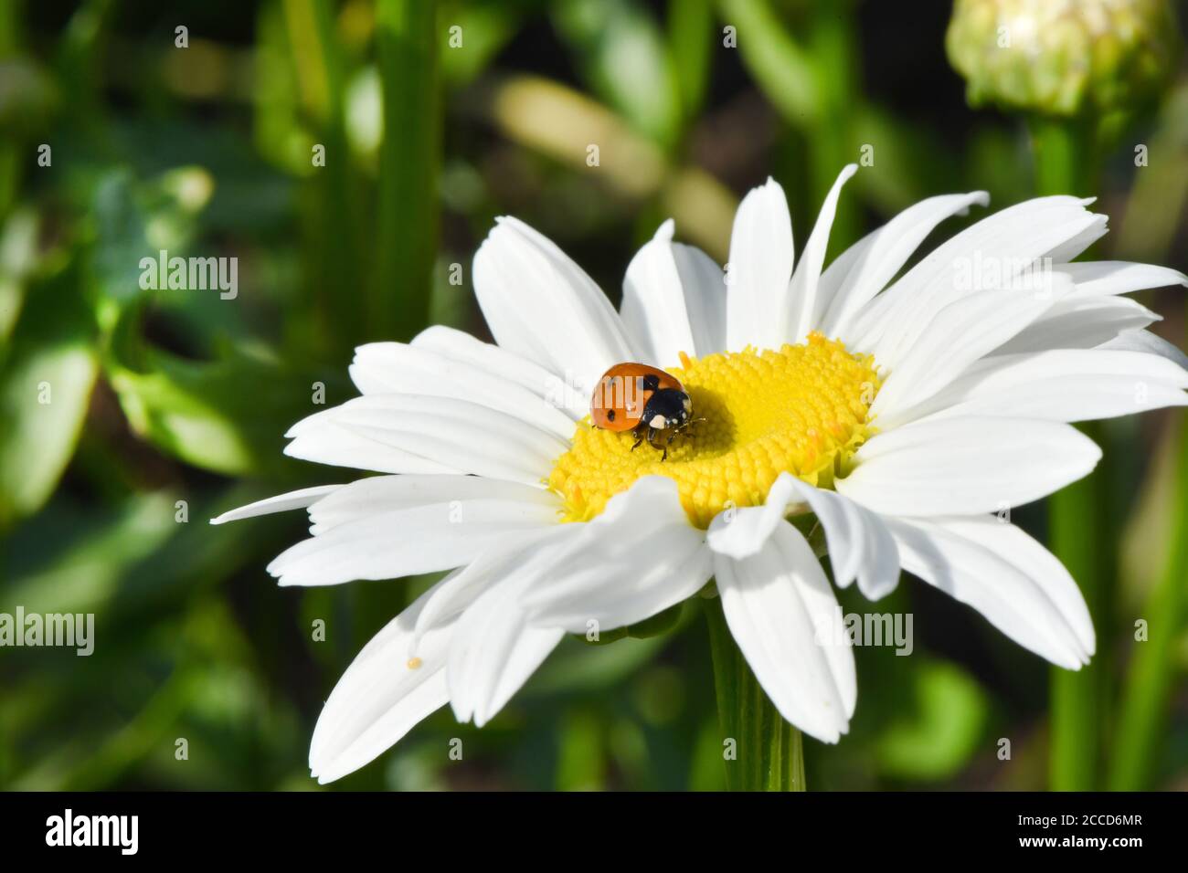 Ladybird on daisy. Image about summer and flowers. High resolution ...