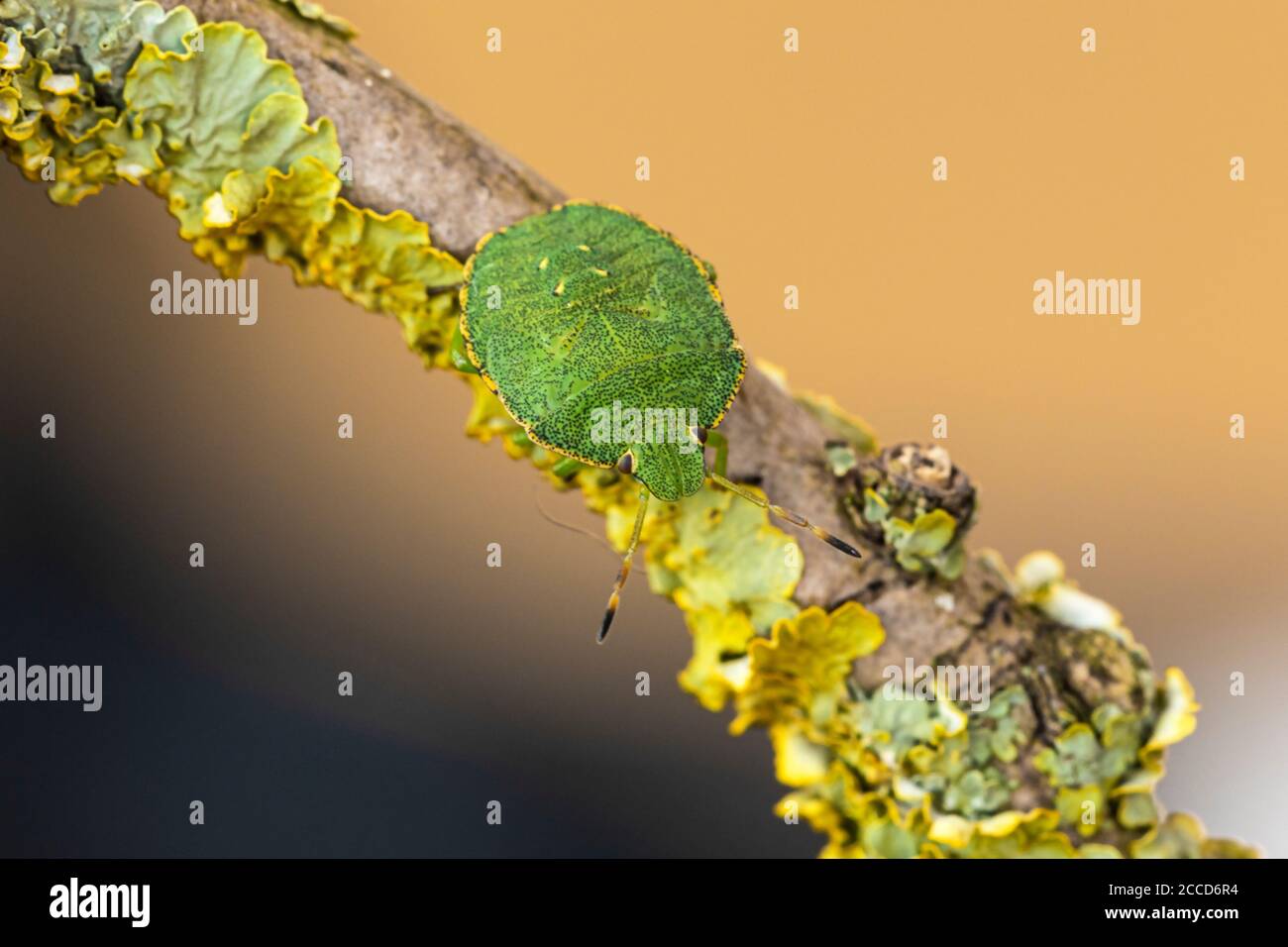 Green Shieldbug Palomino prasina Stock Photo - Alamy