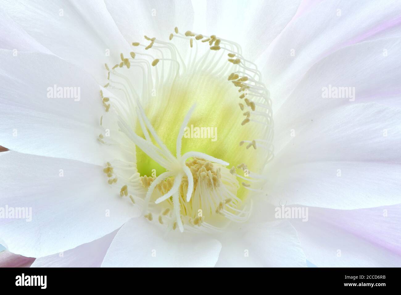 Flower of easter lily cactus (latin name: Echinopsis Oxygona) High ...